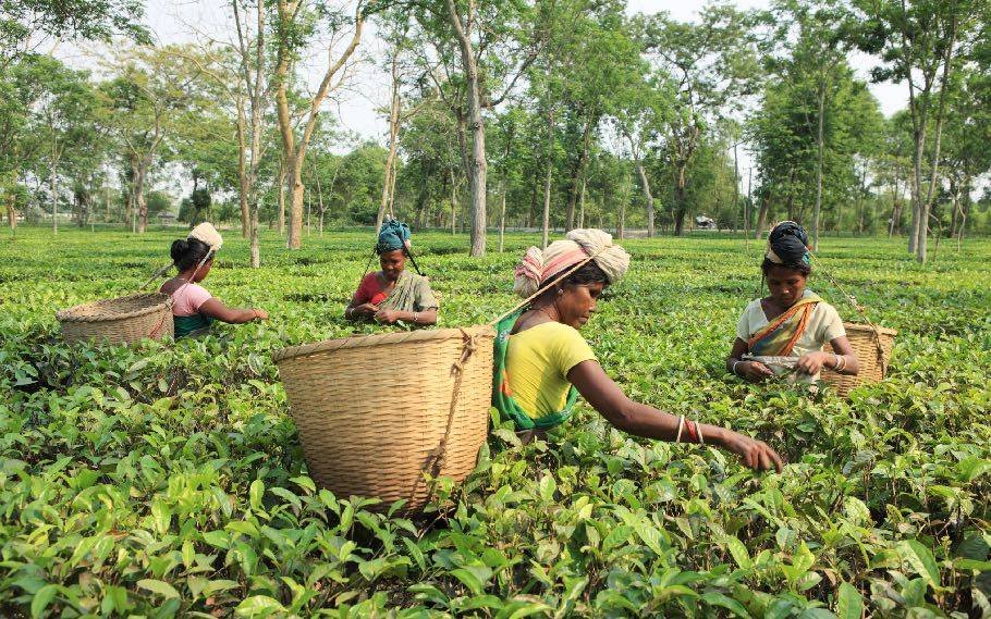 Life Of Assam Tea Garden