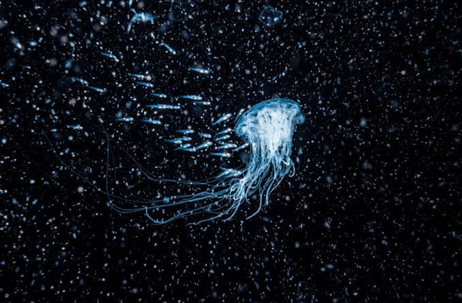 Comb Jelly Mesmerizes Viewers: Rare Footage Reveals Bizarre Water ...