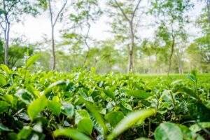 Assam Tea: The Fascinating Journey Of Tea To Assam | 1823