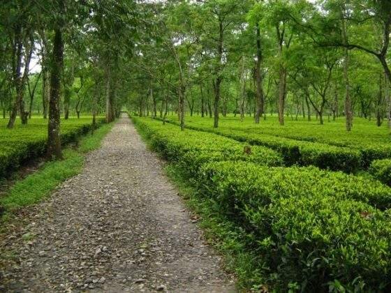 Assam Tea: The Fascinating Journey Of Tea To Assam | 1823